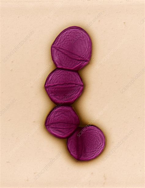 Streptococcus Agalactiae Bacteria Sem Stock Image C020 8831