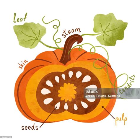 Ilustración De Partes De Una Calabaza Para La Educación De Los Niños