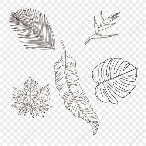 묘목 잎 코코넛 잎 조류의 낙원을 통해 열대 식물 꽃 잎 선화 나뭇잎 일러스트 하늘 일러스트 Png 일러스트 무료 다운로드 Lovepik