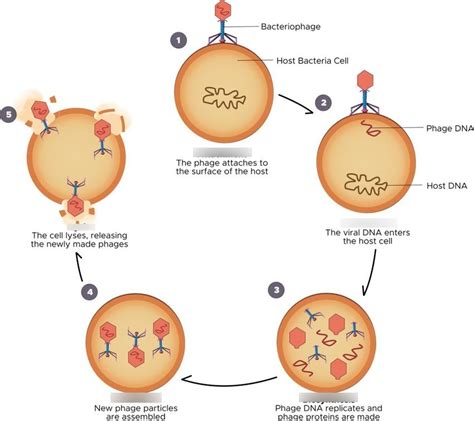 Lytic Bacteriophage Life Cycle Diagram Diagram Quizlet