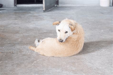 Dog Licking Wound After Surgery The Good And The Bad