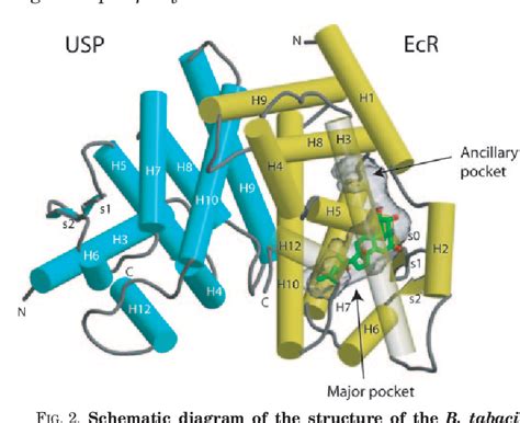 Figure 1 From The X Ray Structure Of A Hemipteran Ecdysone Receptor Ligand Binding Domain