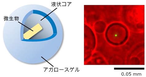 微生物1細胞のゲノム解析、理研が要素技術を開発した意義｜ニュースイッチ By 日刊工業新聞社