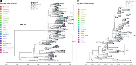 Time Scaled Maximum Clade Credibility Mcc Trees Constructed Using