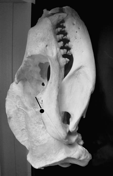 Development Of Retrobulbar And Auriculopalpebral Nerve Blocks In California Sea Lions Zalophus