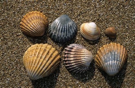 껍데기 껍질 연구 껍질의 다양성 대서양 연안 모래 바다 바다 조개 바다의 브르타뉴 브리타니 수집 쉘 컬렉션 야외에서 여름 여행 연말연시 연안의