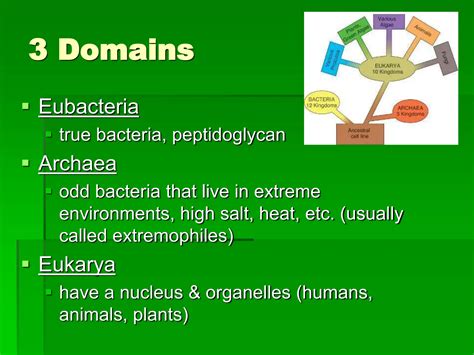 Classification Of Microorganisms Different Types Ppt