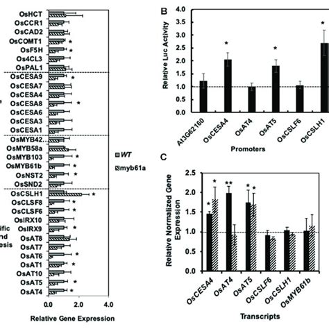 Rice Co Orthologs Of Arabidopsis Cell Wall Transcription Factors Download Scientific