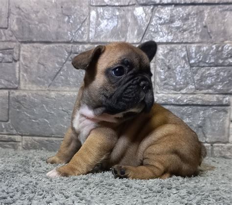 Щенки Французский Бульдог