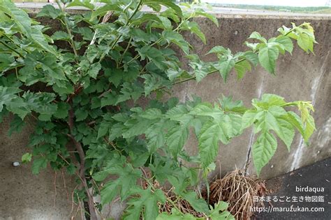 ヤマグワ 日本まるごと生き物図鑑