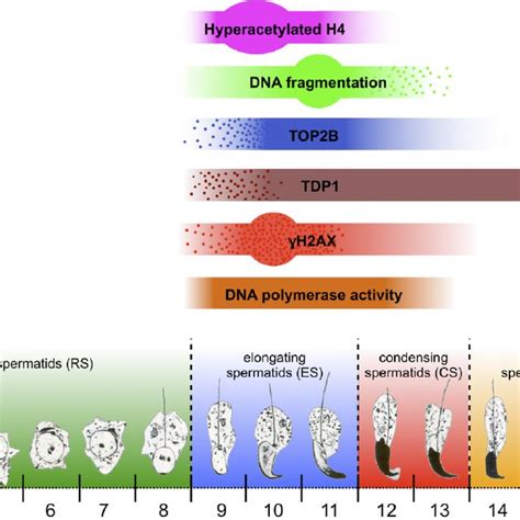 Detection Of Tdp1 On Adult Mouse Testis Sections A Overlay Of Tdp1