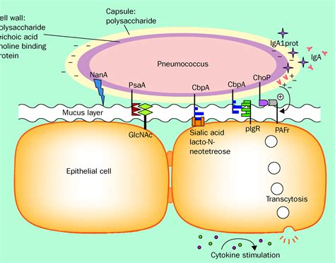 Streptococcus Pneumoniae Structure