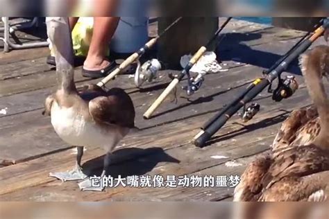 两只笨蛋鹈鹕还想要把水豚给吃了不料嘴巴再大也吃不下