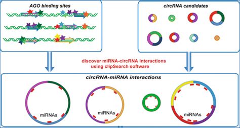 Discovering CircRNA MicroRNA Interactions From CLIP Seq And RNA Seq Data RNA Seq Blog