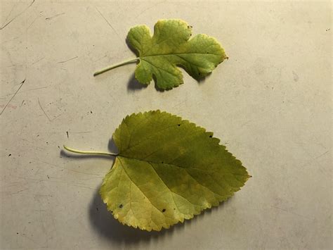 These Are From The Same Tree Any Idea What It Is R PlantIdentification