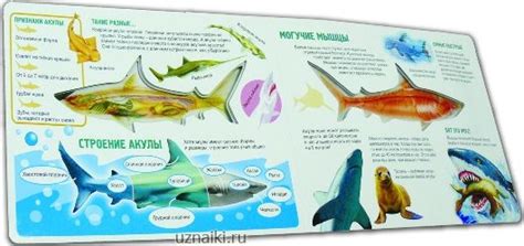 Акулы купить по лучшей цене Акулы Интересные книжки продажа Интересные книжки Книги для