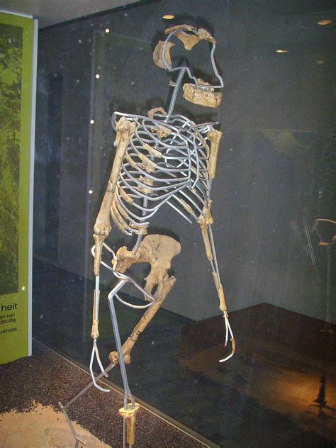 Lucy Australopithecus A Female Skeleton Estimated To Be 3 Million