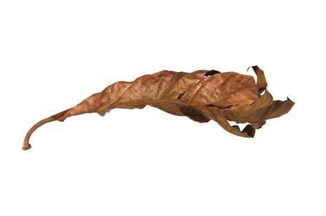 Premium Photo Dried Leaves