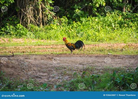 Gamecocks Stock Image Image Of Vicious Strength Legs 93663087