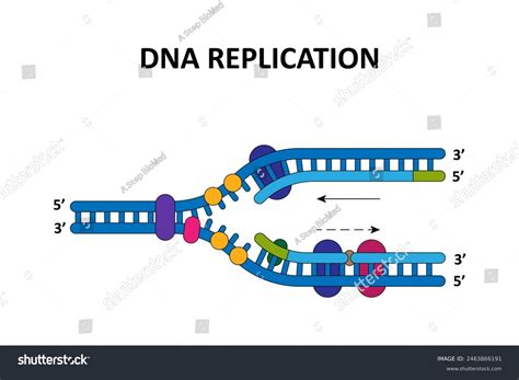 Dna Replication Process Scientific Diagram Stock Vector Royalty Free