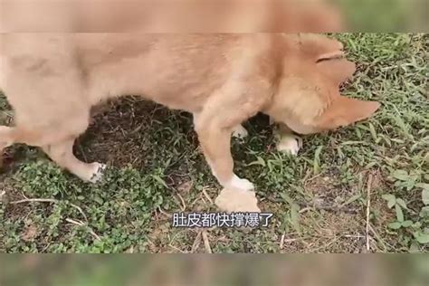 流浪小狗被人发现，肚皮都快撑爆了，里面全是一肚子“坏水”！肚皮小狗