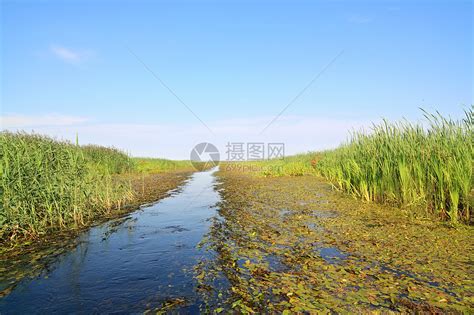 沼泽中的灌木丛季节池塘生活尾巴芦苇场景宏观财富叶子湿地高清图片下载 正版图片321077304 摄图网