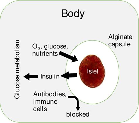 Schematic Figure Of A Bioencapsulated Islet A Schematic Demonstrating Download Scientific