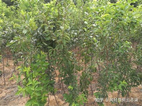李子树苗栽种后几年可以结果呢 知乎