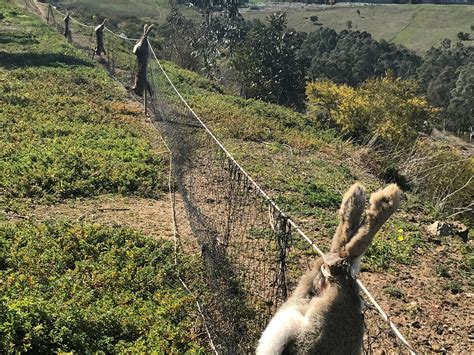 Rabbitbusters Ballarat Integrated Control System For All Rabbit Problems Victoria