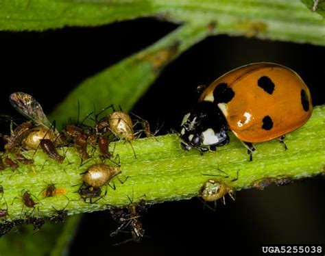 Lady Beetles Nc State Extension Publications