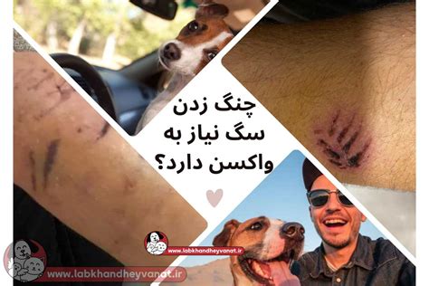 آرایشگاه گربه در سایت لبخند حیوانات