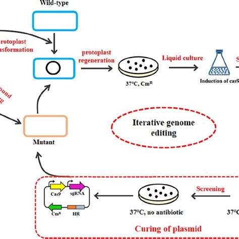 Procedure Of Crisprcas9 Genome Editing In Bacillus Sp N16‐5 The Download Scientific Diagram