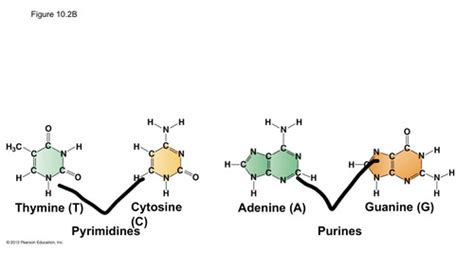 Biology 1010 Chapter 10 Molecular Biology Of A Gene Flashcards Quizlet