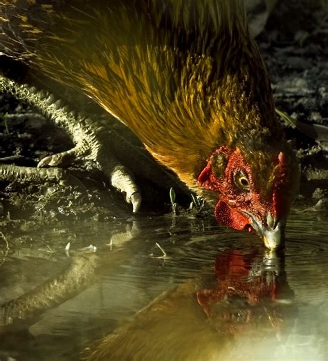Jurassic Coop Scientists Grow Chickens With Legs Of A Dinosaur 1303