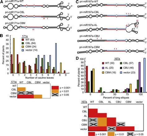 Rna Secondary Structural Determinants Of Mirna Precursor Processing In Arabidopsis Current Biology