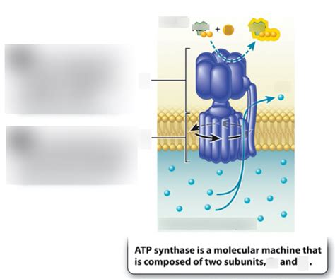 Biol 1610 Huynh Unit 2 Atp Synthase Diagram Diagram Quizlet