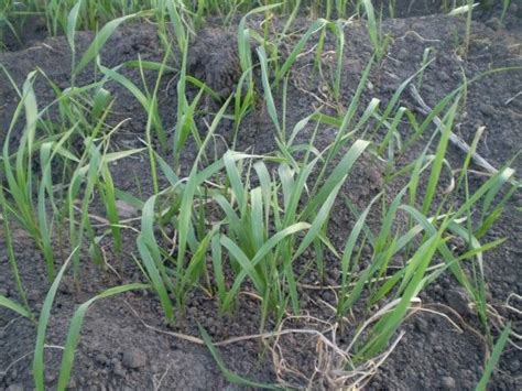 Як назавжди вивести пирій з ділянки 5 дієвих способів Prostoway