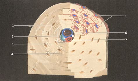 Osteon Model Superior View Diagram Quizlet