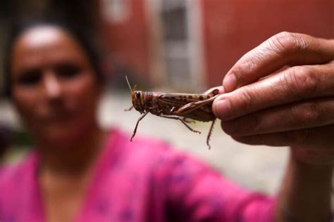 Nepal Offers Locust Bounty As Swarms Threaten Crops The Straits Times