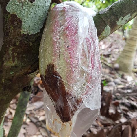 Skyguard Cacao Detection Object Detection Dataset And Pre Trained Model