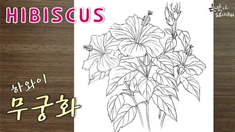 Flower Drawing Hibiscus 하와이무궁화 스케치와 전사과정 꽃그림 배우기 Youtube