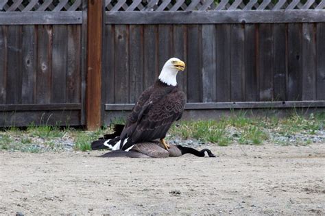 Eagle Attacks Bear