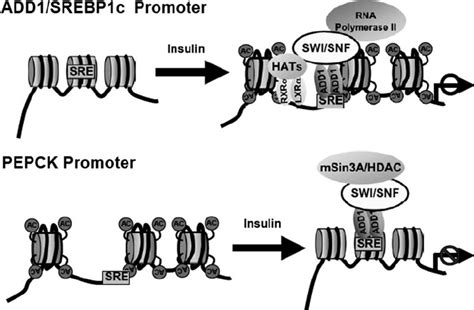 Schematic Model Of Regulation Of Insulin Dependent Gene Expression By Download Scientific