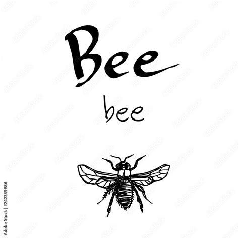 곤충 일러스트 손으로 그린 곤충 스케치 Stock Vector Adobe Stock