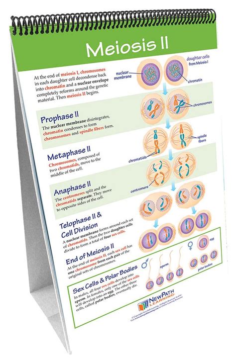 Meiosis Creating Sex CellsNewPath Science Flip Chart Set Flinn