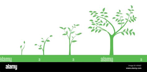 Tree Life Cycle Diagram Hi Res Stock Photography And Images Alamy
