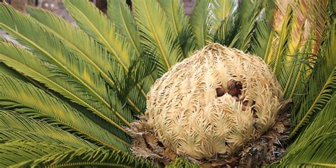 How To Trim A Sago Palm Aandp Nursery