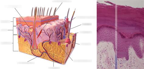 Kaplan Mcat Biology 102 Skin Diagram Quizlet