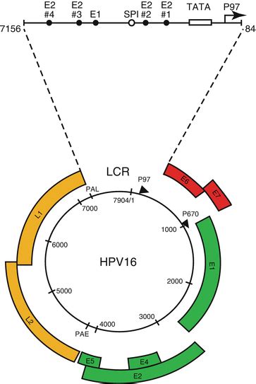 Hpv 16 Virus In Women