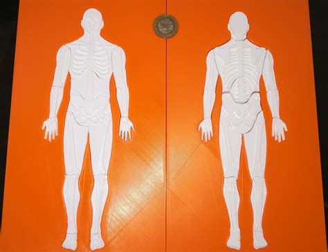 3d File Skeleton Puzzle・3d Printer Model To Download・cults